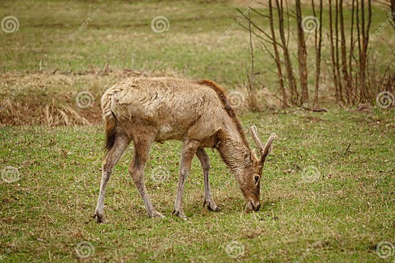 Deer on the pasture stock image. Image of countryside - 224354109