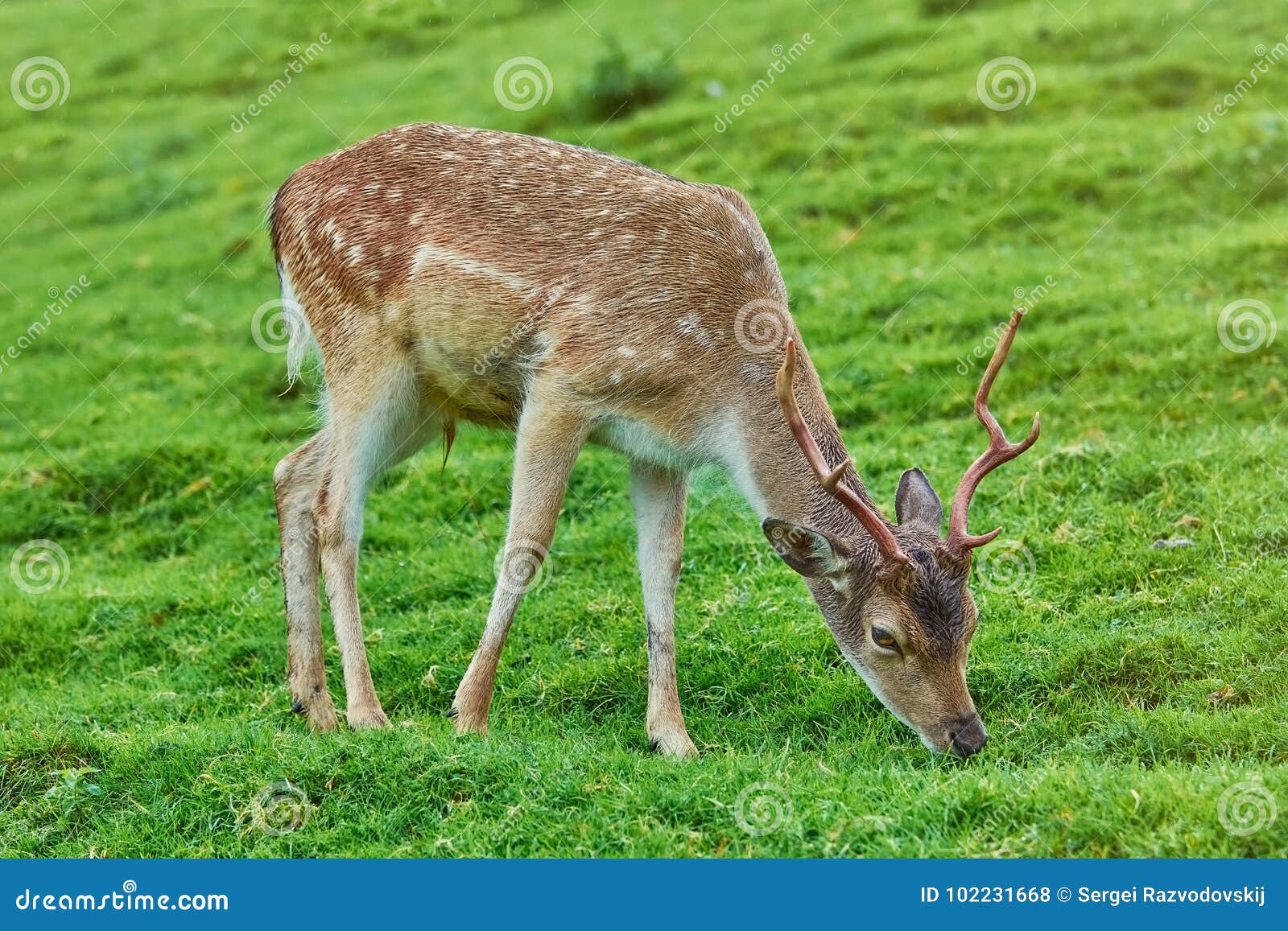 Deer on the Pasture stock photo. Image of herbivorous - 102231668