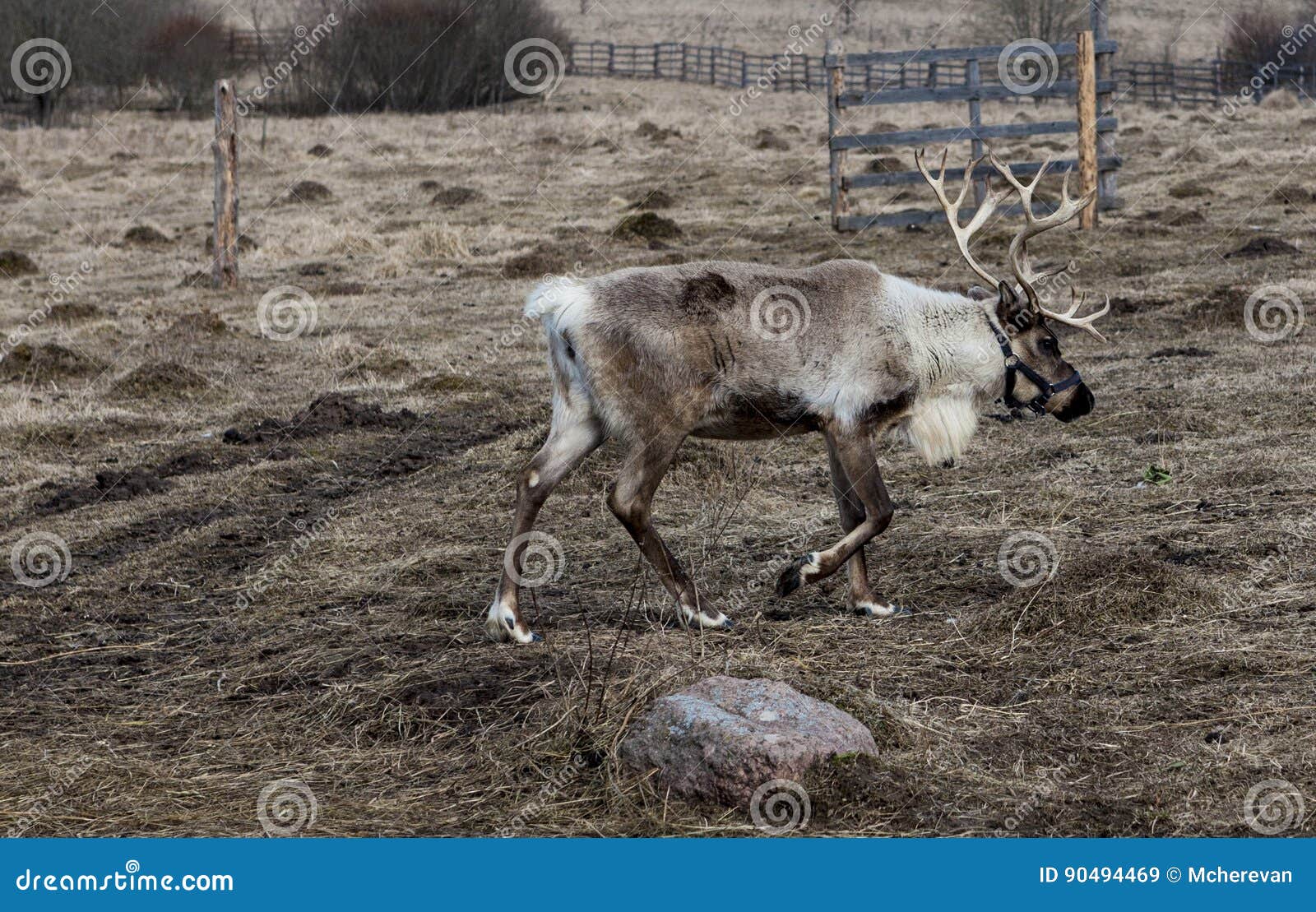 Deer in the Pasture, Eating the Lichen. Stock Image - Image of deer ...