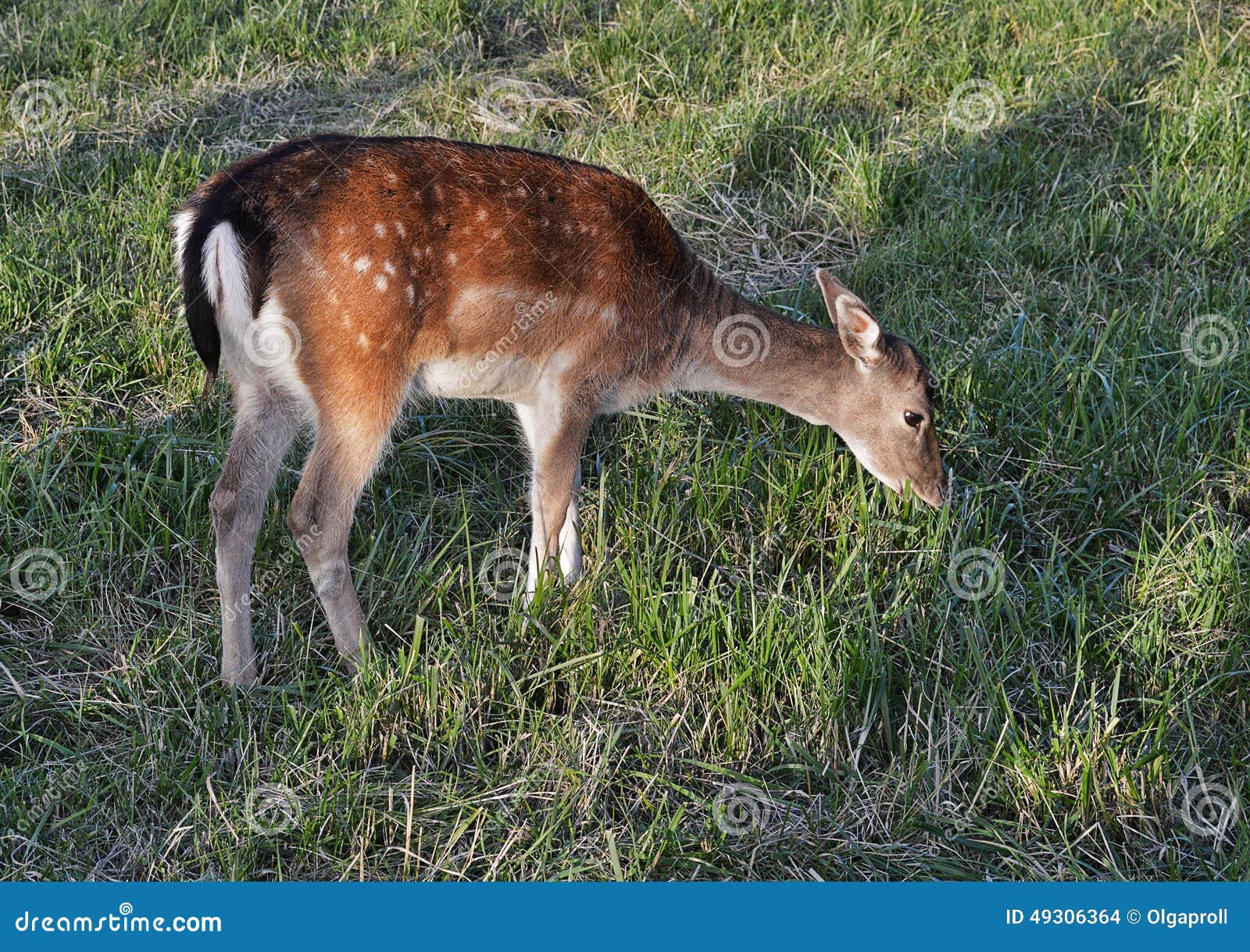 Deer in the pasture stock photo. Image of grazing, brown - 49306364