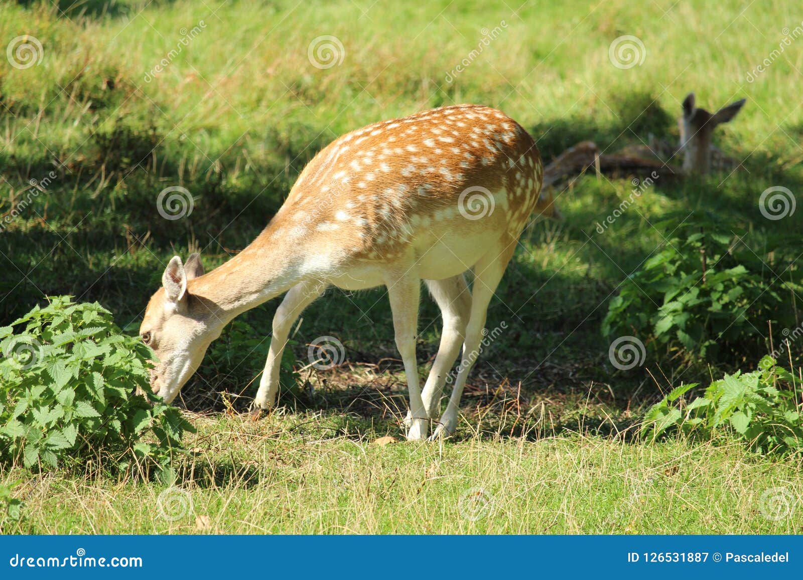 Deer in a Pasture stock image. Image of park, stag, forest - 126531887