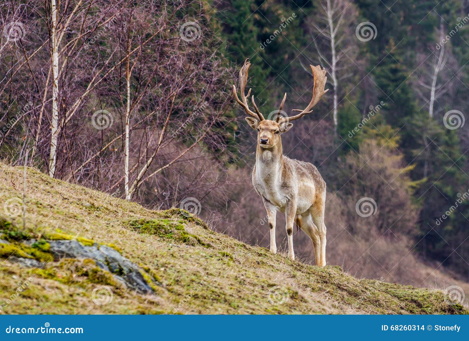 Deer in a pasture stock photo. Image of meadow, season - 68260314