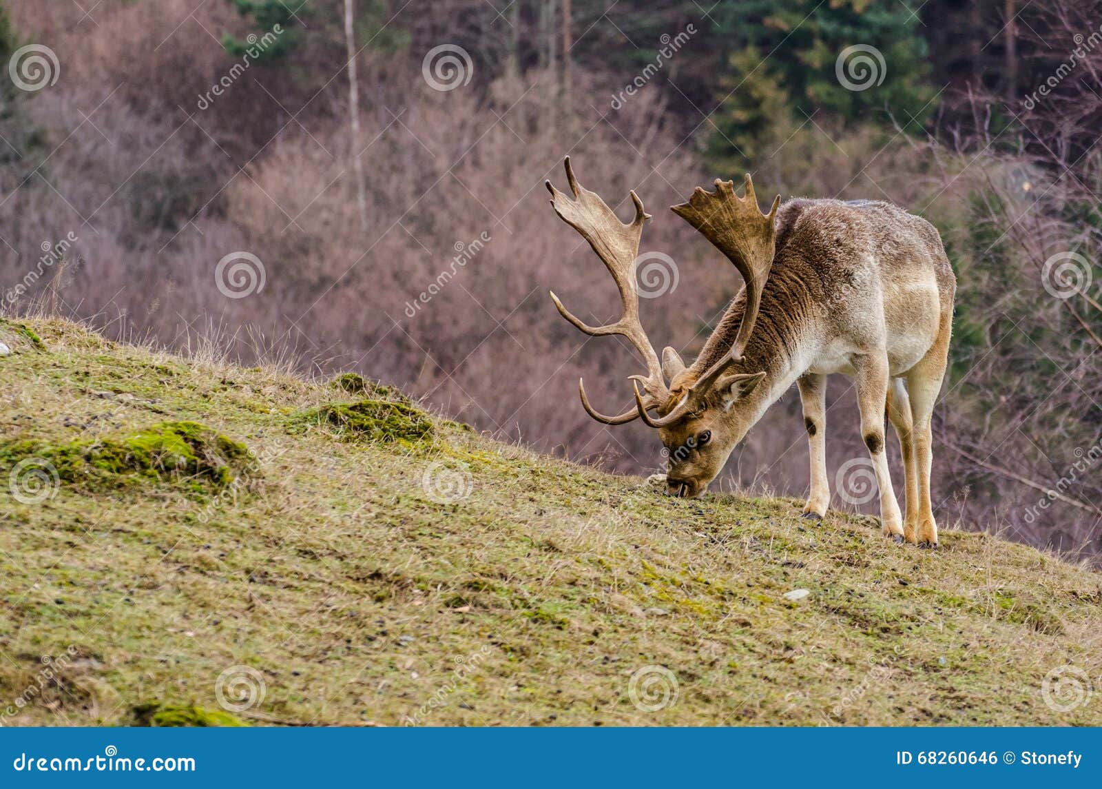 Deer in a pasture stock photo. Image of nature, animal - 68260646
