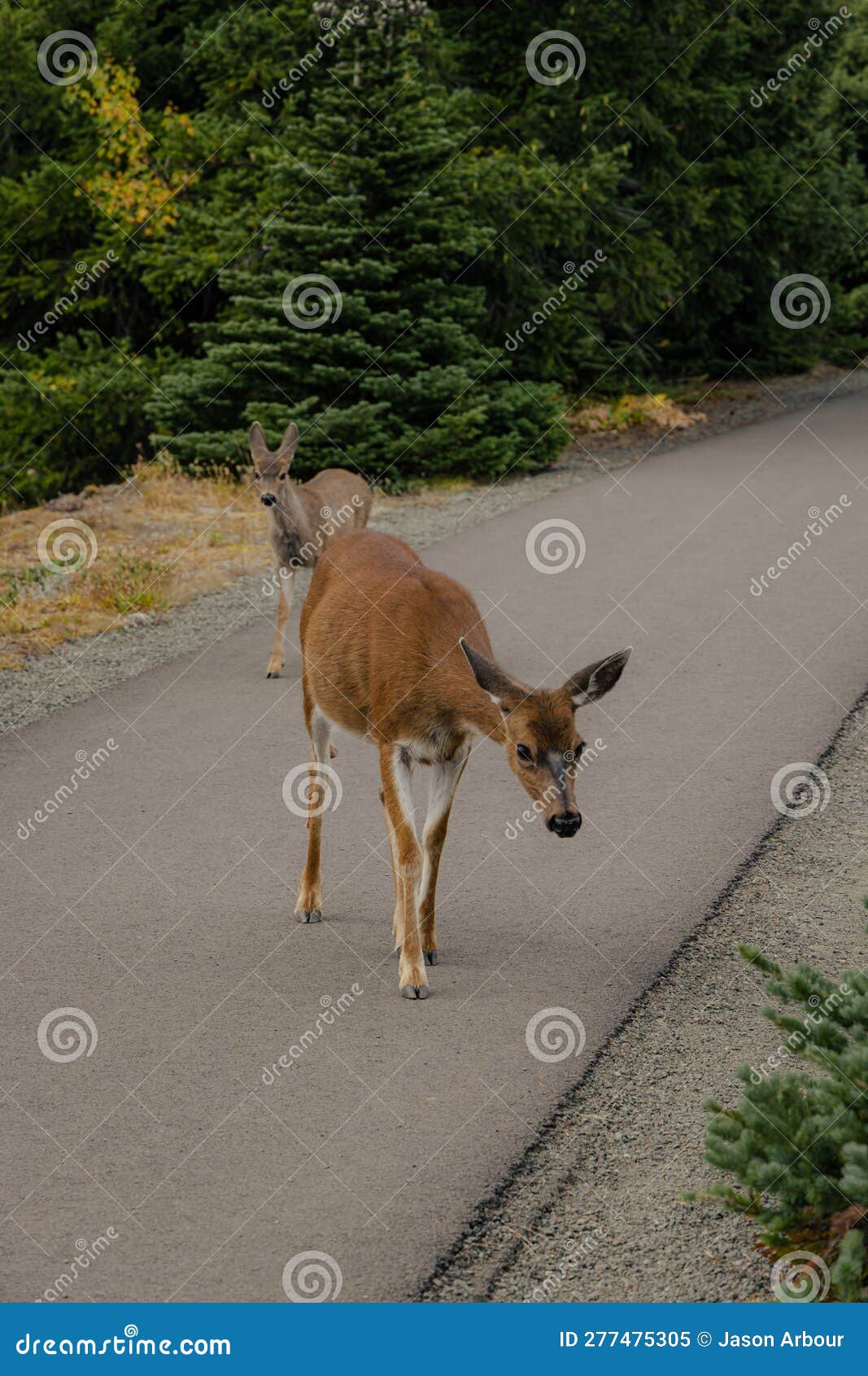 Deer on Path in Olympic National Park at Hurricane Ridge Stock Image ...