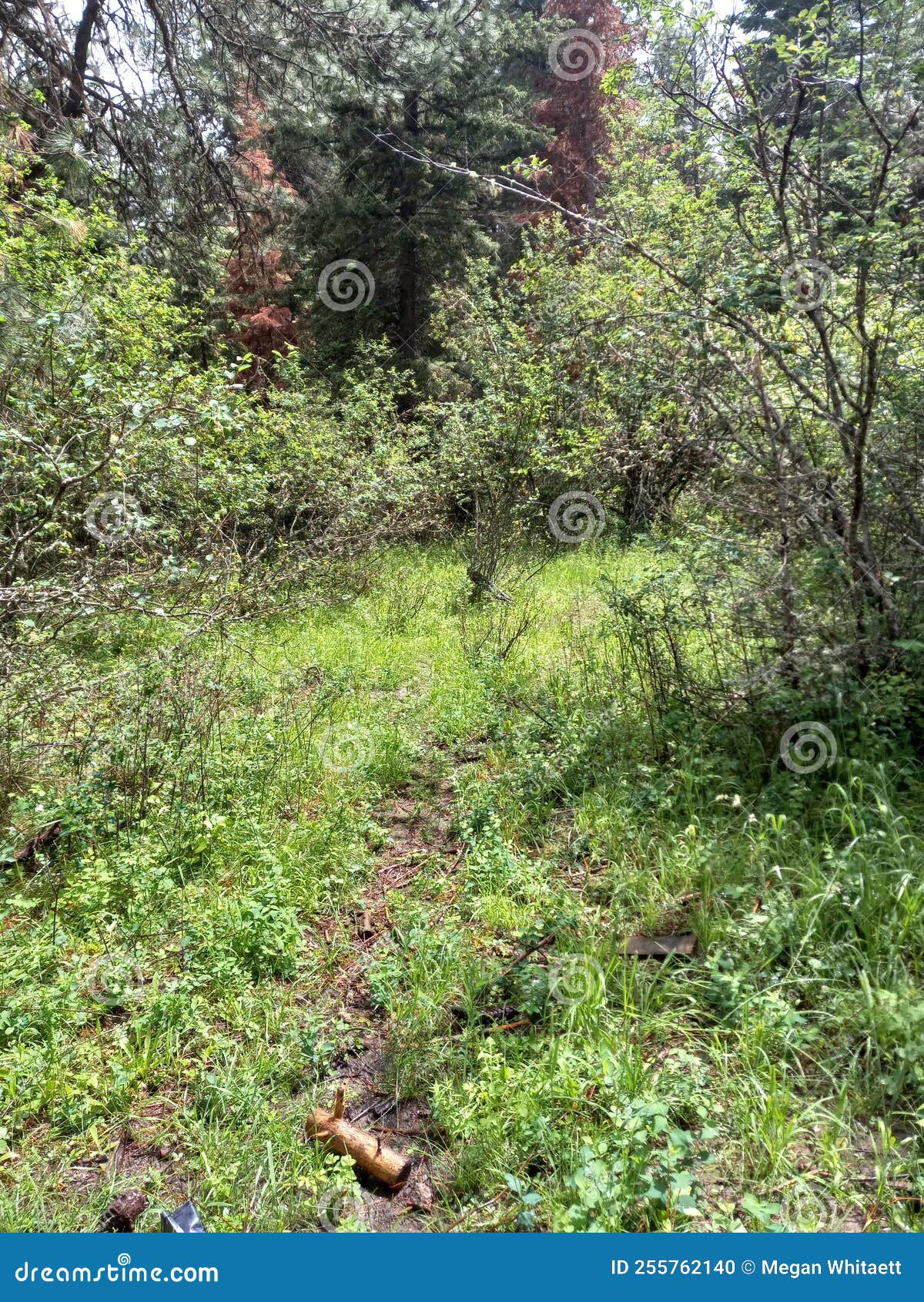 A Deer Path through the Underbrush Stock Photo - Image of underbrush ...