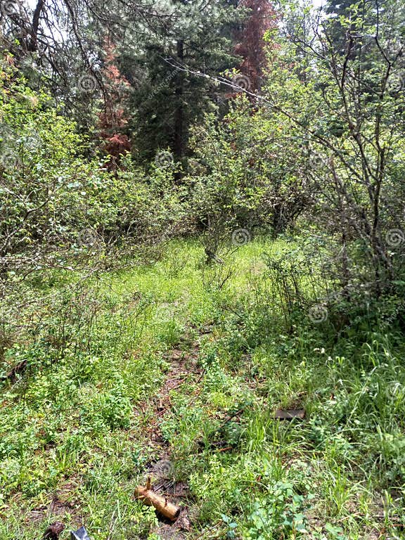 A Deer Path through the Underbrush Stock Photo - Image of underbrush ...