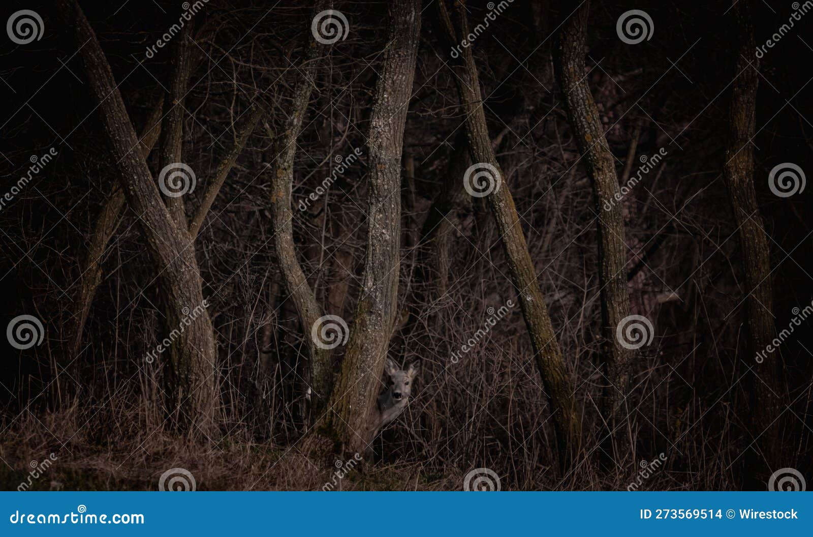 Deer Peeking through Forest Trees and Looking at the Camera Stock Photo ...