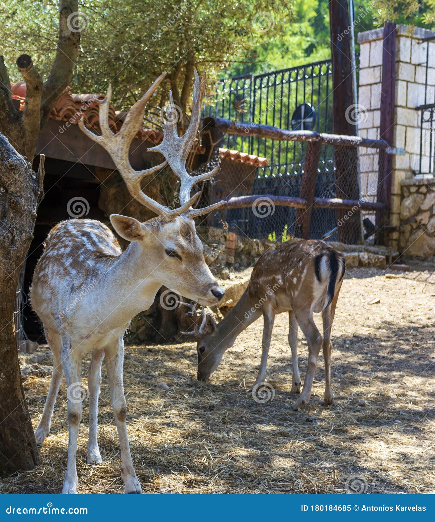 Deer Placed in Captivity in a Park Zoo on a Sunny Day in Greece Stock ...