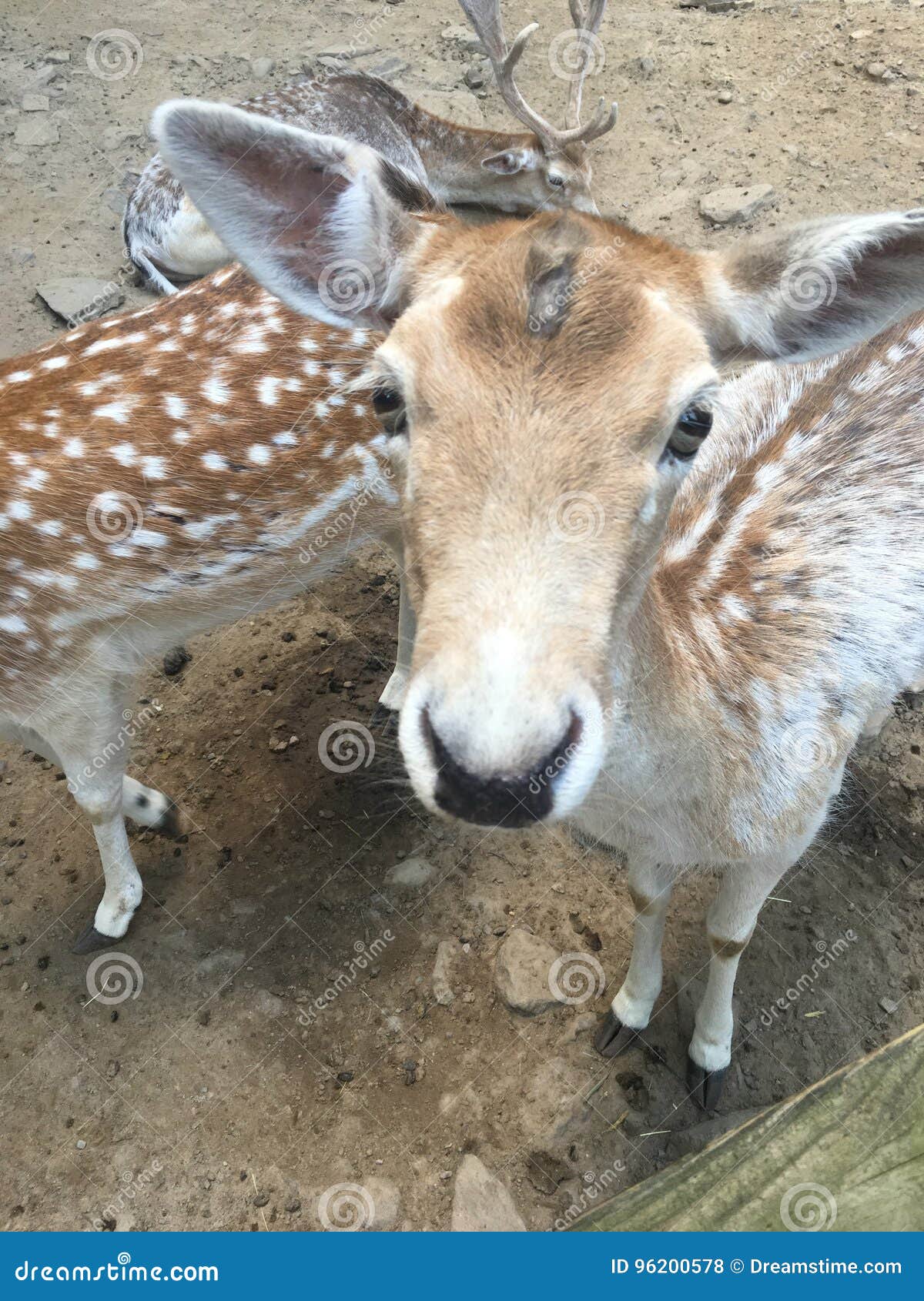 Deer stock photo. Image of spots, deer, fawn, playing - 96200578