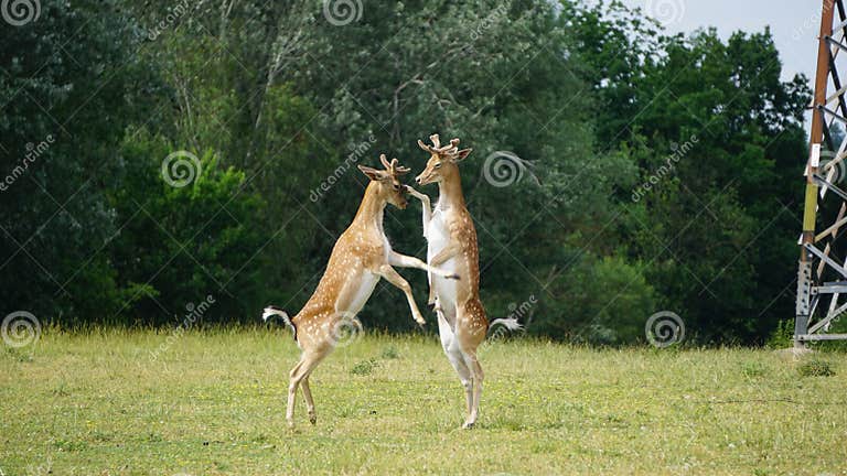 Deer Playing in Field. Group of Deer Playing in a Grassy Field. Stock ...
