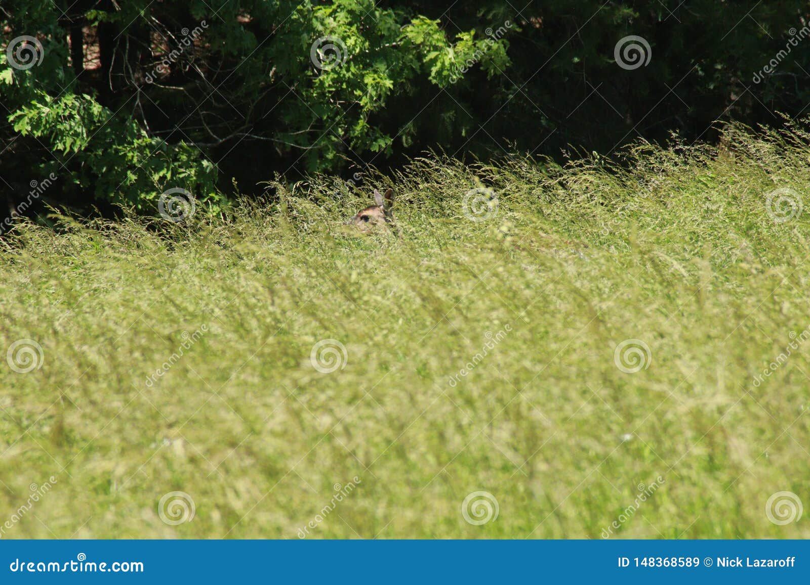 Deer poke stock image. Image of poking, head, high, poke - 148368589