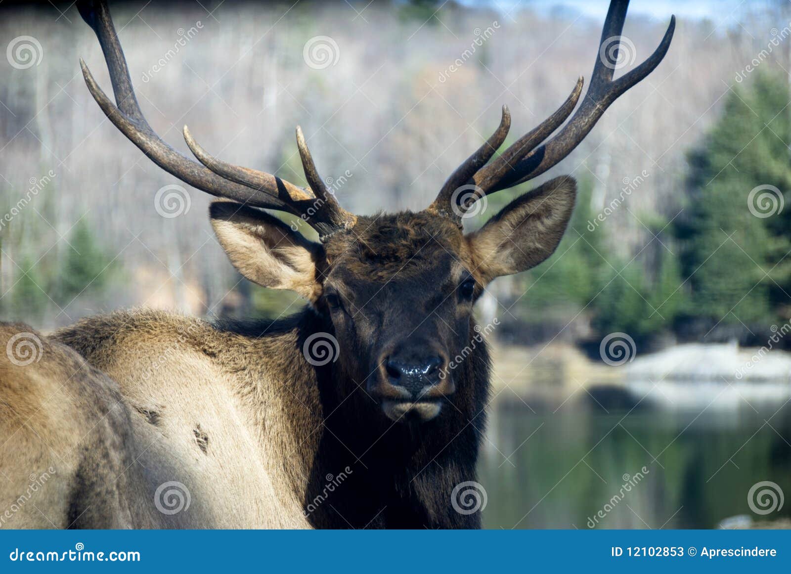 Deer portrait stock image. Image of male, cautious, alert - 12102853