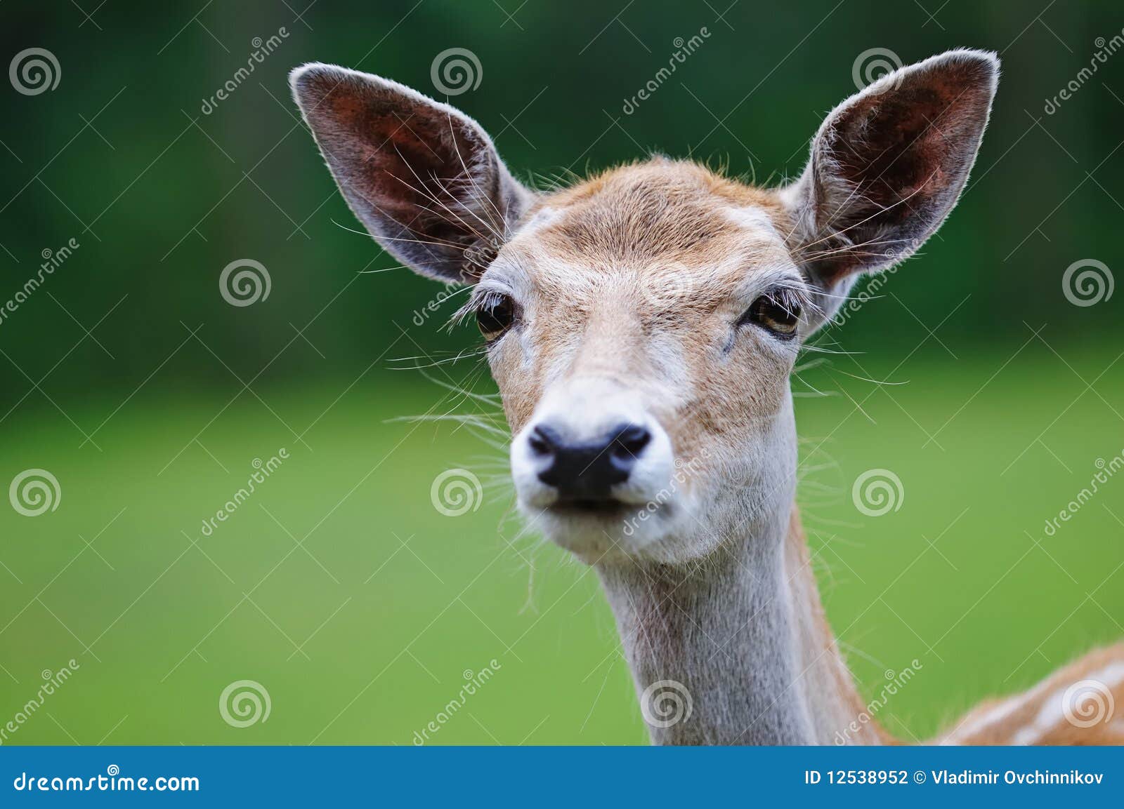Deer portrait stock photo. Image of animal, portrait - 12538952