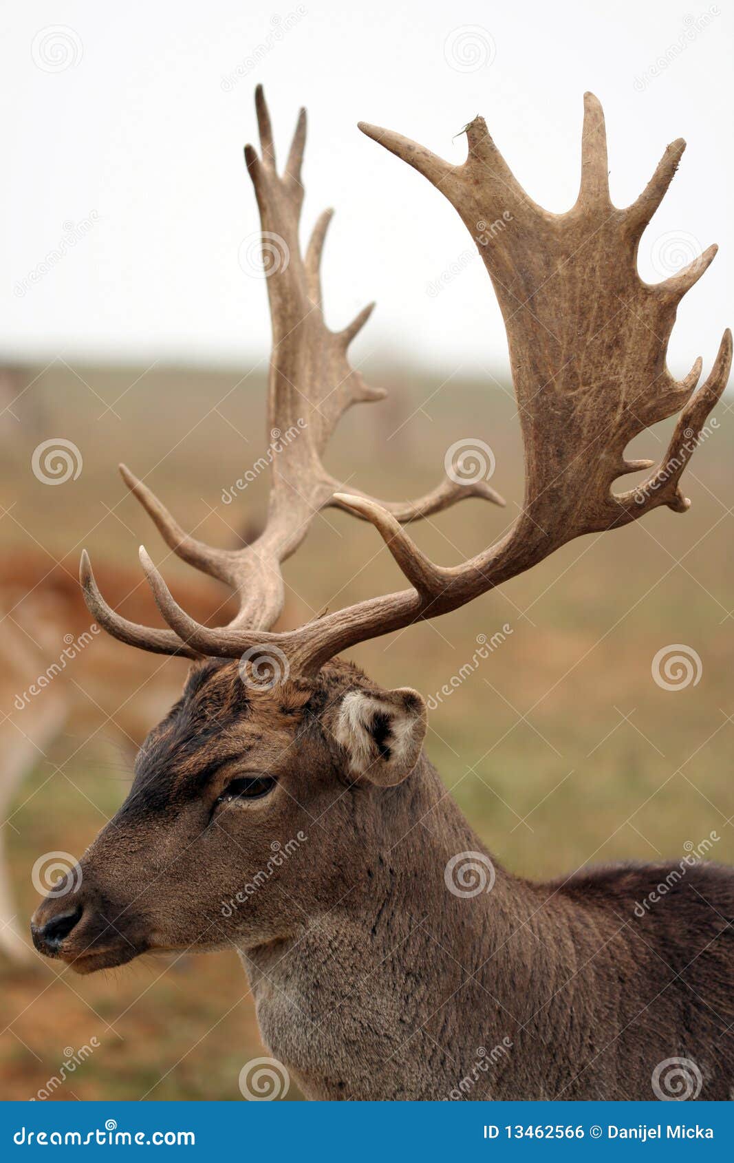 Deer portrait stock photo. Image of wildlife, horns, mammal - 13462566