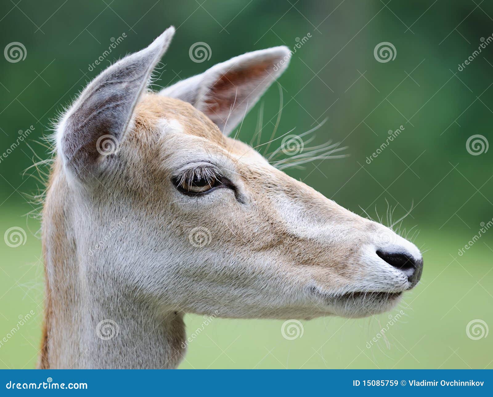 Deer Portrait stock image. Image of green, profile, horizontal - 15085759