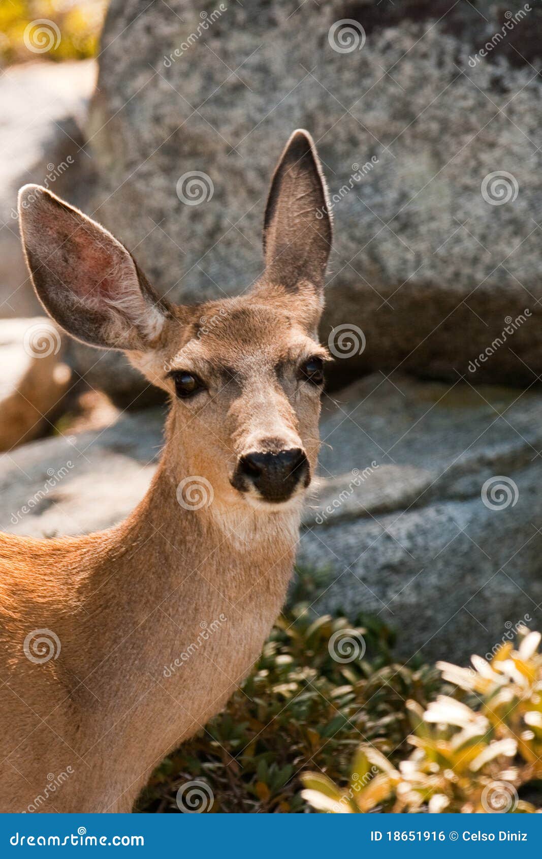 Deer portrait stock photo. Image of closeup, cute, mammal - 18651916