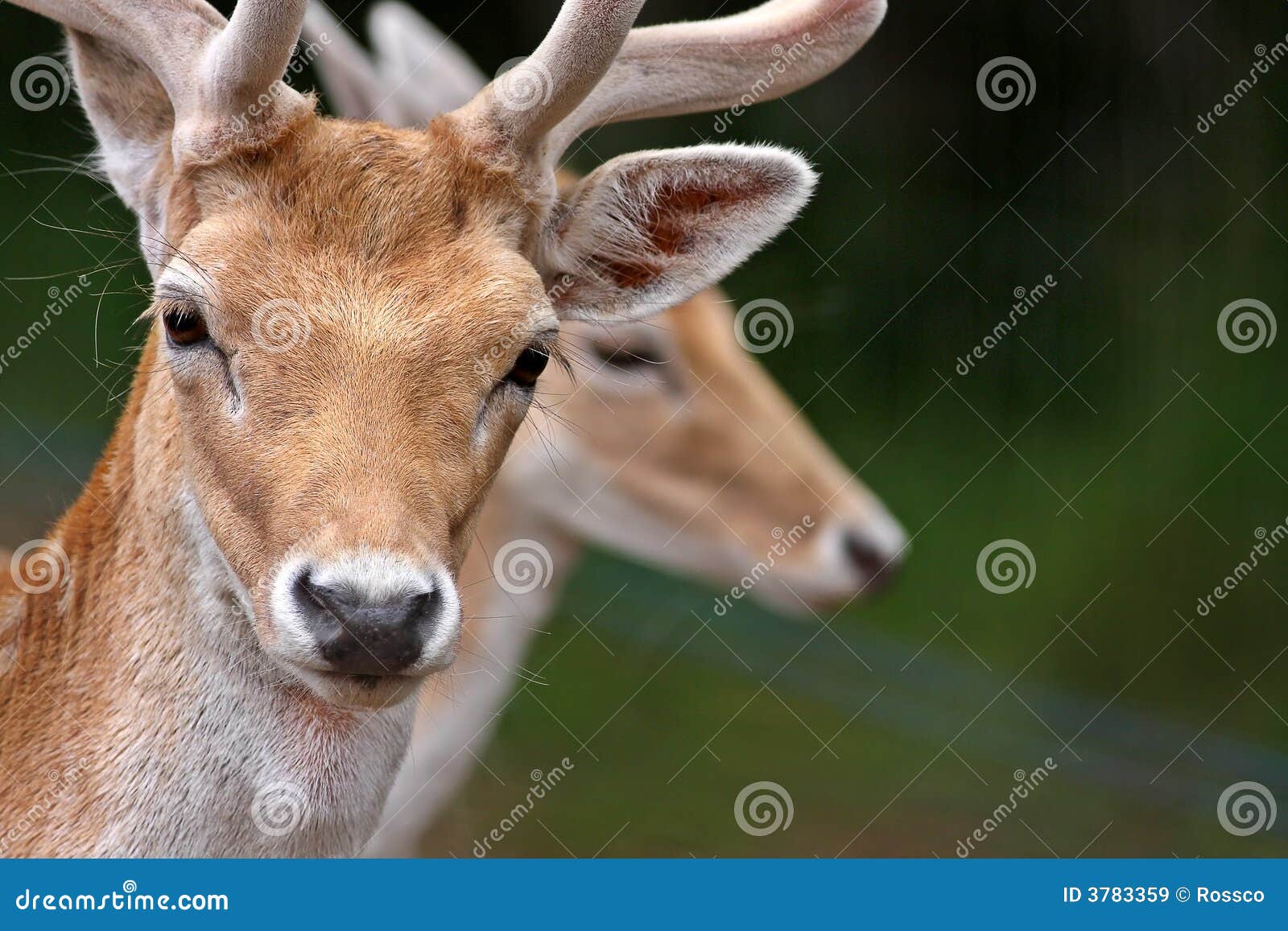 Deer Portrait stock image. Image of venison, grass, brown - 3783359