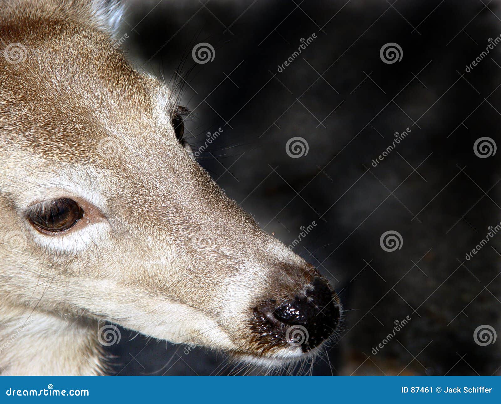 Deer Portrait stock image. Image of hunting, venison, wildlife - 87461