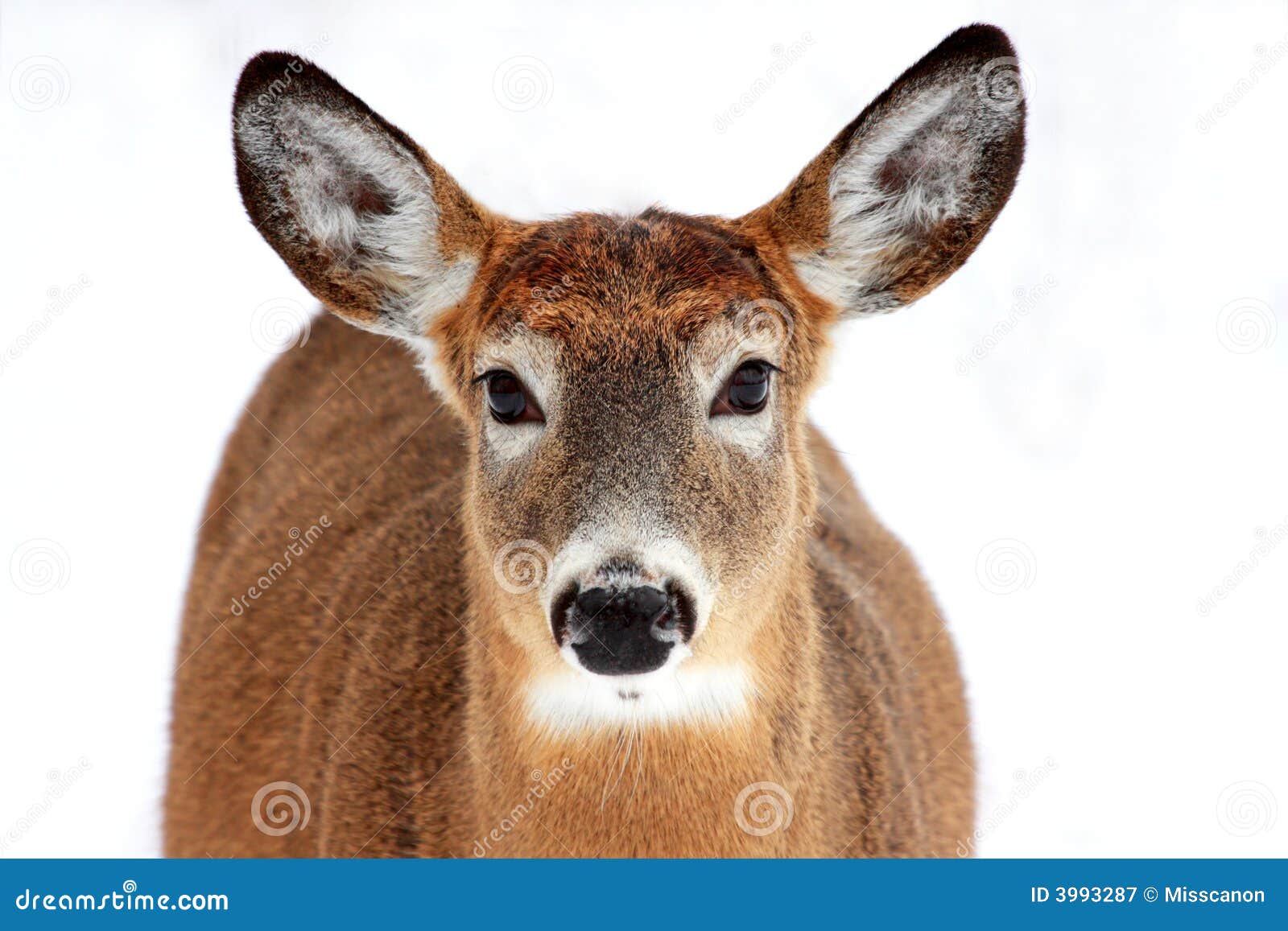 Deer portrait isolated stock image. Image of gentle, park - 3993287