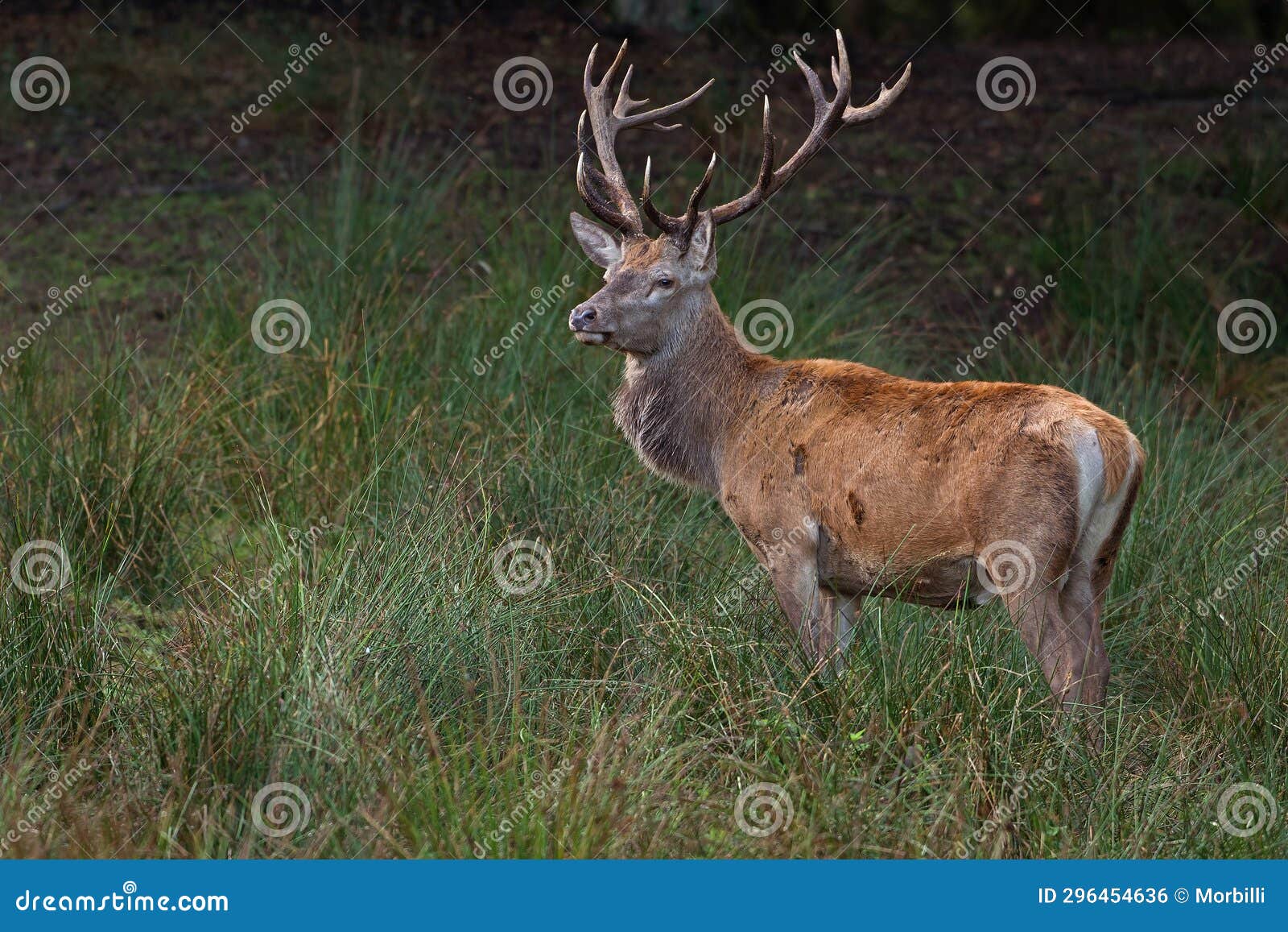 A Deer Poses on a Green Meadow Stock Photo - Image of grazing, herd ...