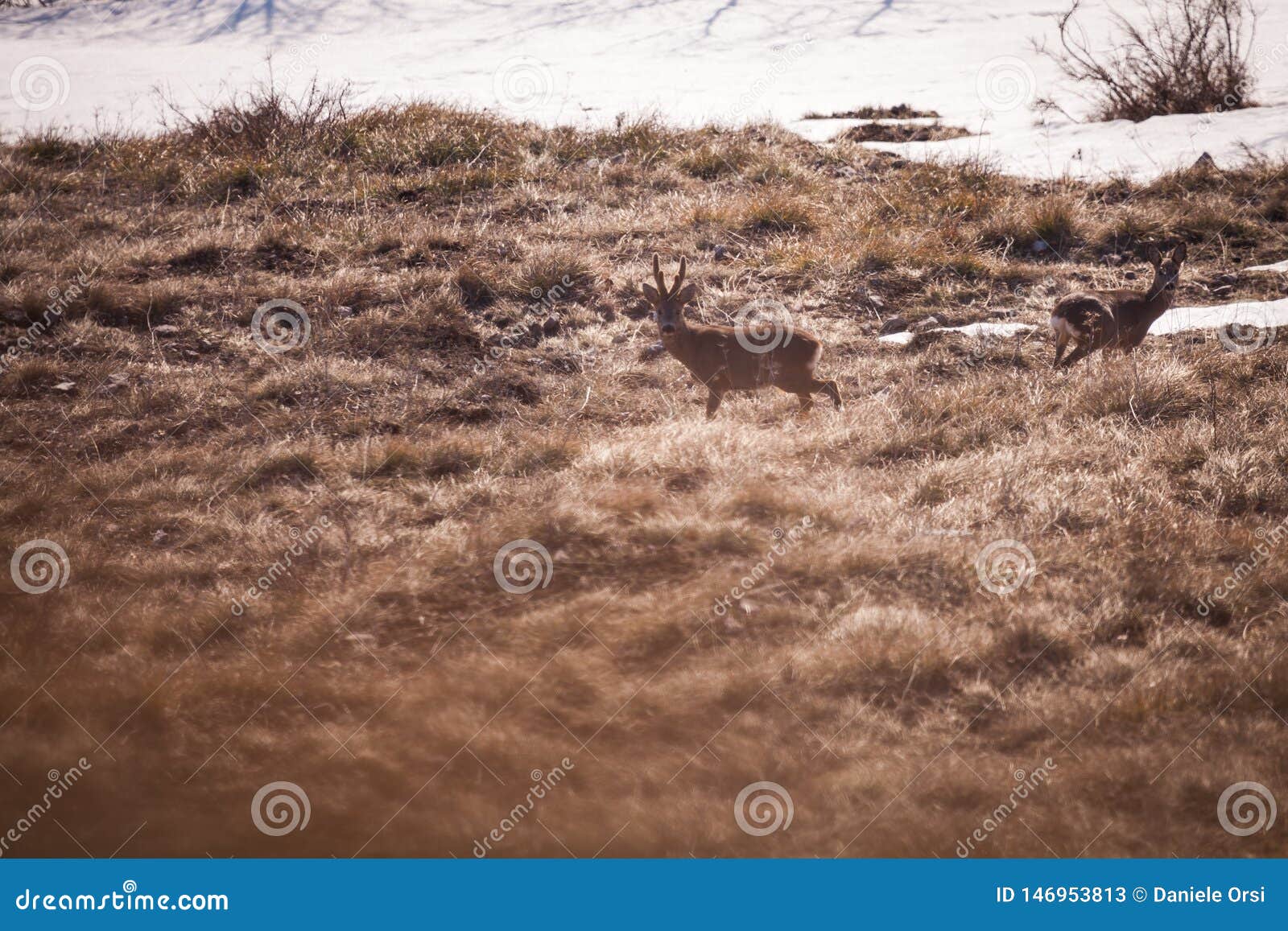A deer on the prairie stock image. Image of brown, antler - 146953813