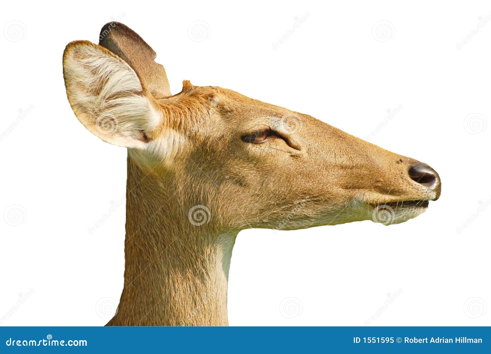 Deer Face Profile