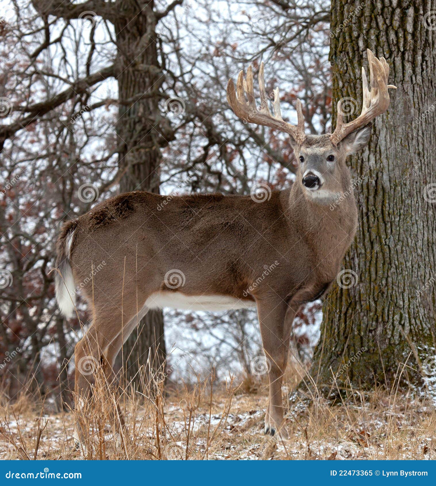 Deer profile stock image. Image of autumn, wildlife, deer - 22473365