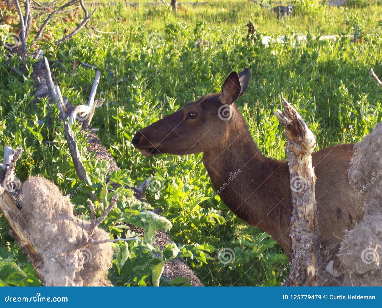 2,931 Deer Profile Photos - Free & Royalty-Free Stock Photos from ...