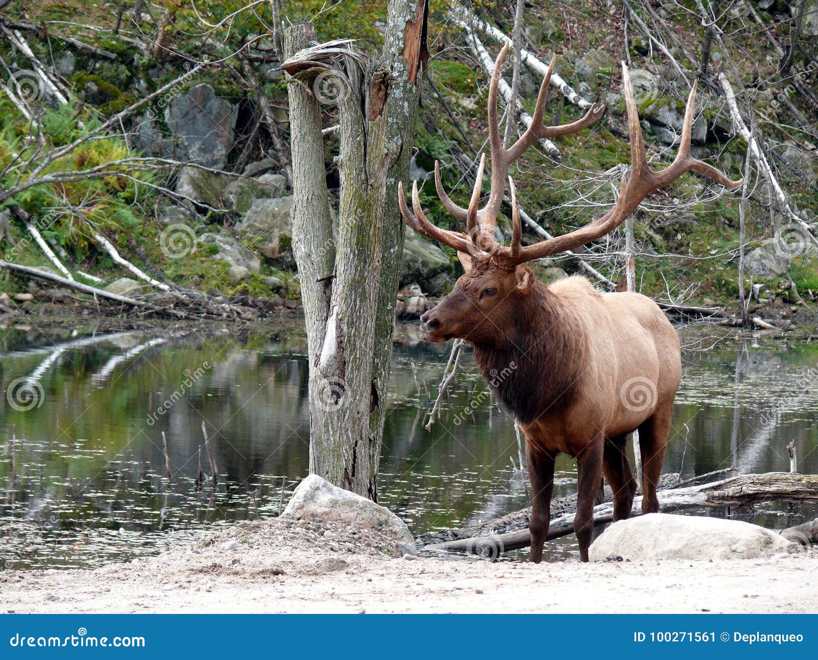 Deer in Quebec. Canada, North America. Stock Image - Image of kanada ...