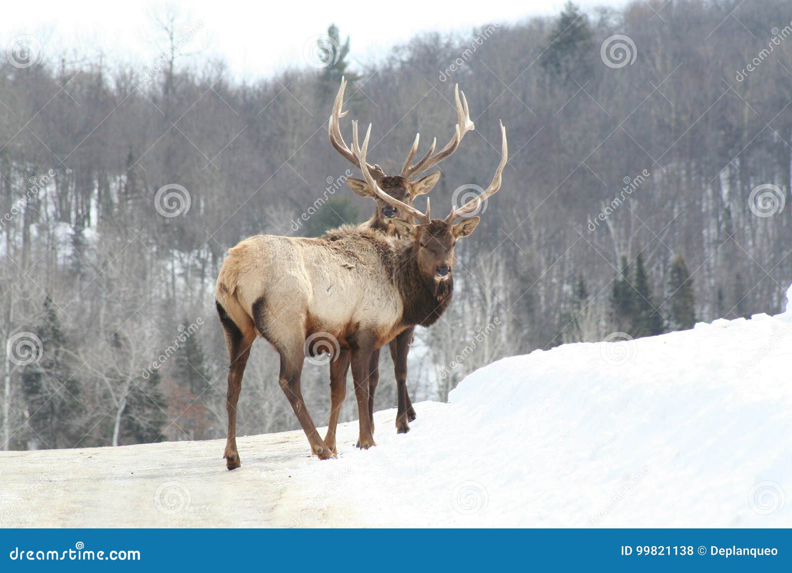 Deer in Quebec. Canada, North America. Stock Photo - Image of america ...