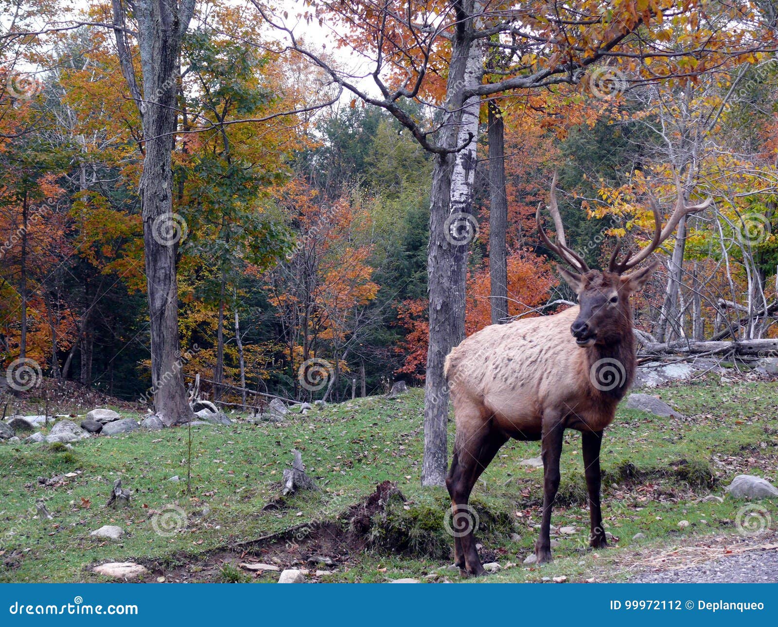 Deer in Quebec. Canada, North America. Stock Photo - Image of green ...