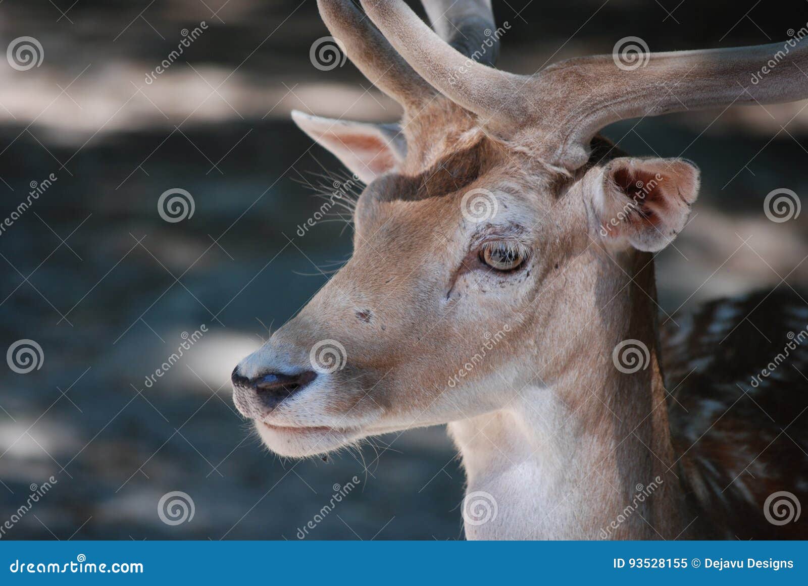 Deer with a Rack of Antlers Stock Image - Image of fawn, deer: 93528155