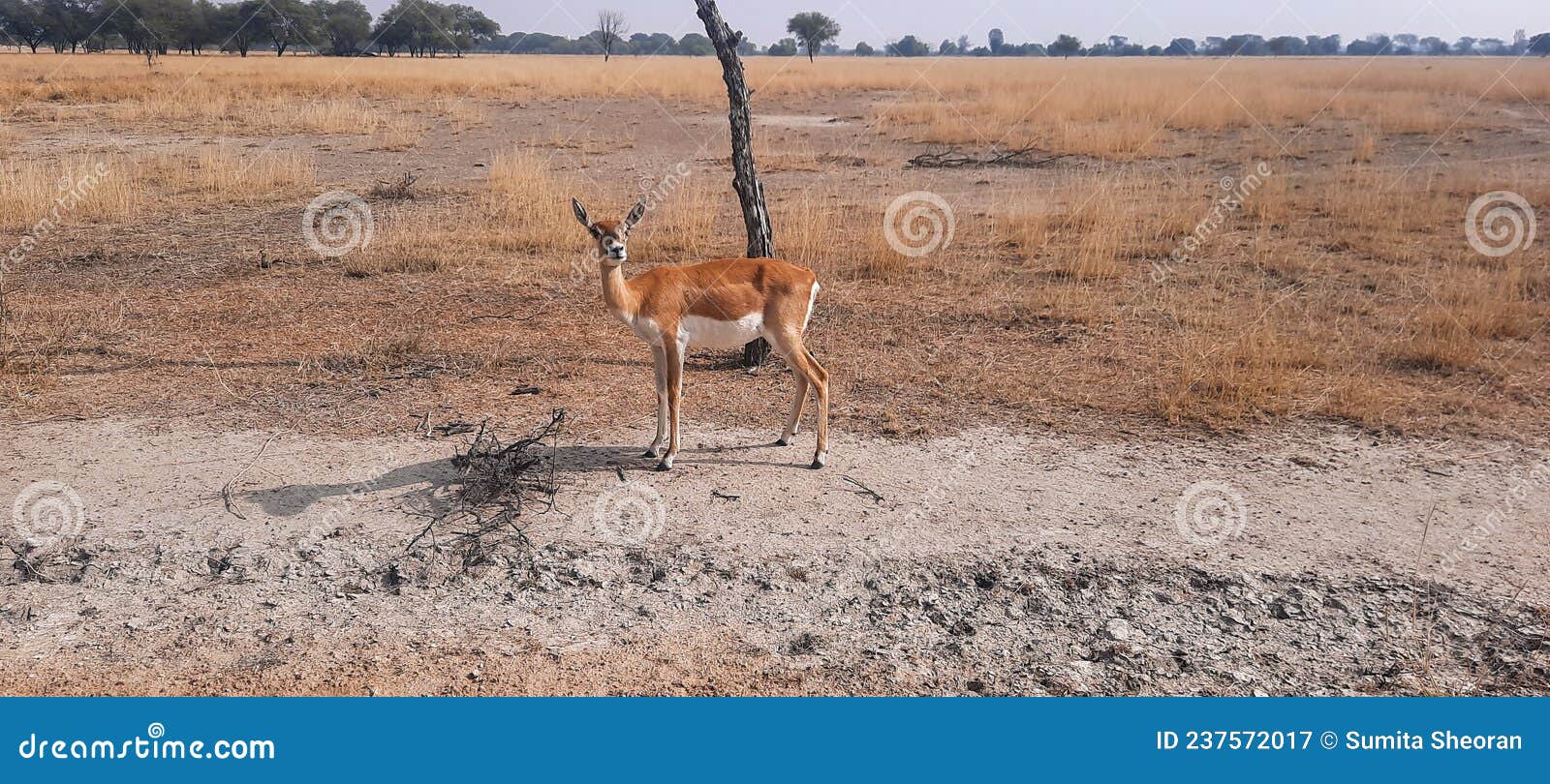 Deer in Rajasthan stock image. Image of grassland, plain - 237572017
