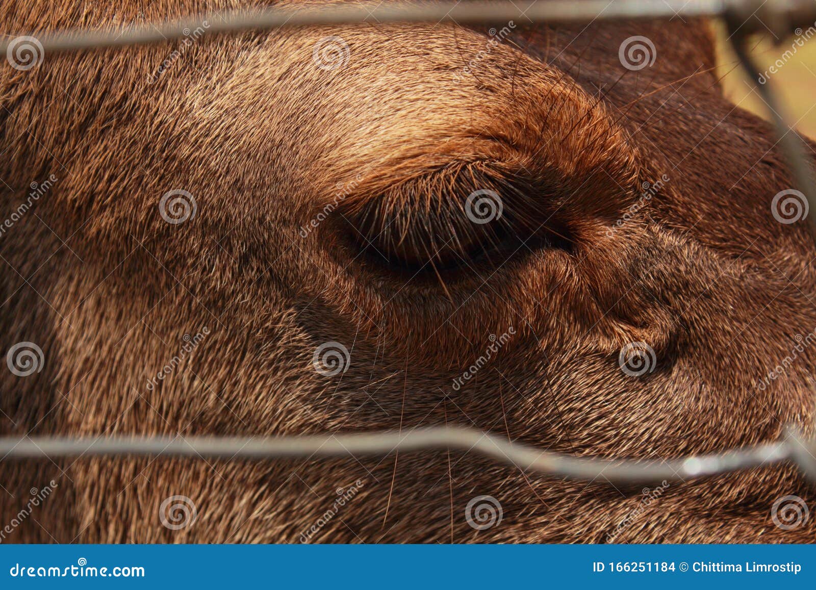 Deer and Red Stag in a Farm Stock Photo - Image of antlers, male: 166251184