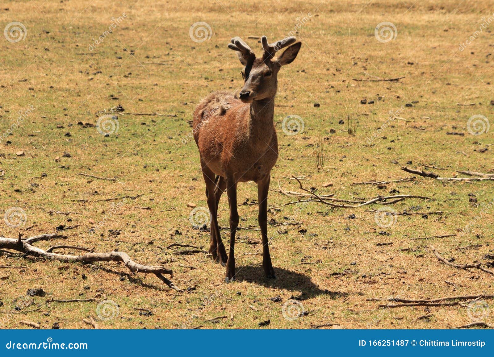 Deer and Red Stag in a Farm Stock Image - Image of antlers, point ...