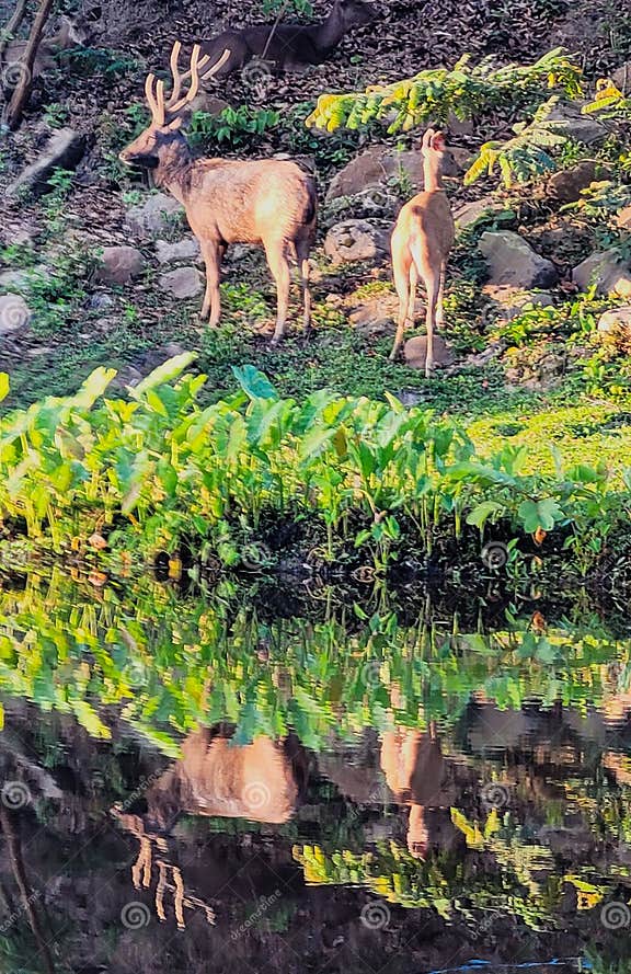 Deer reflection stock image. Image of wild, pond, nature - 333294667