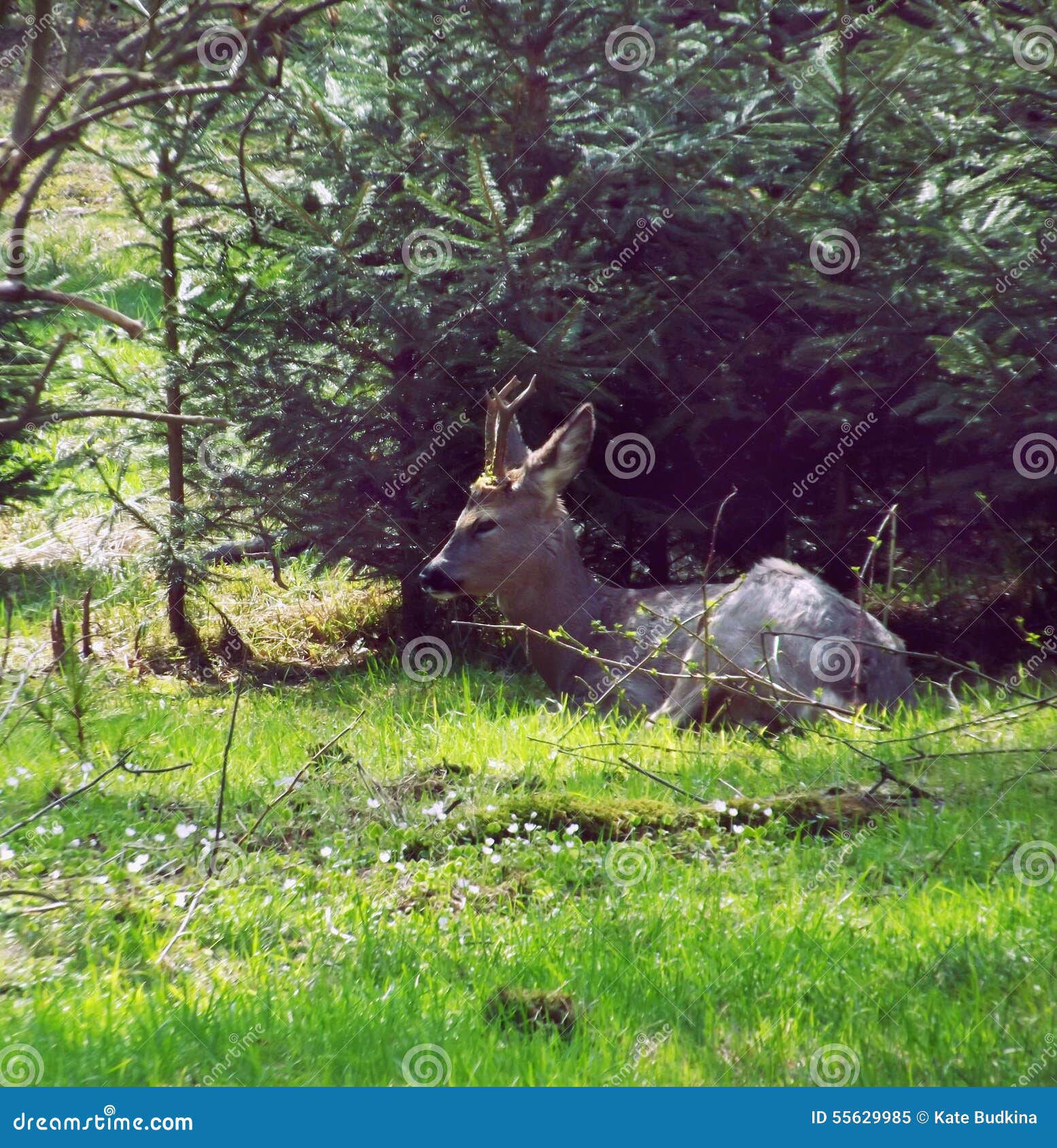Deer stock image. Image of forest, wildlife, freedom - 55629985