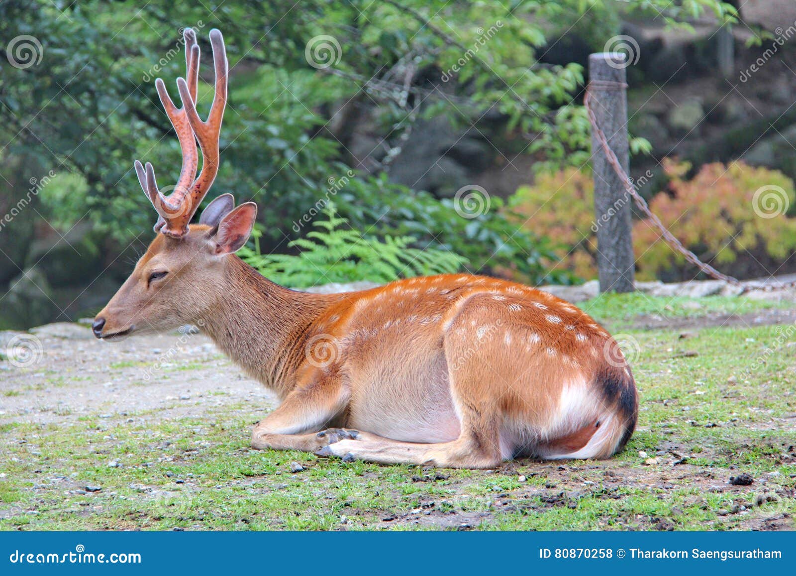 Deer Relax at Nara Park,Japan.Selective Focus. Stock Photo - Image of ...