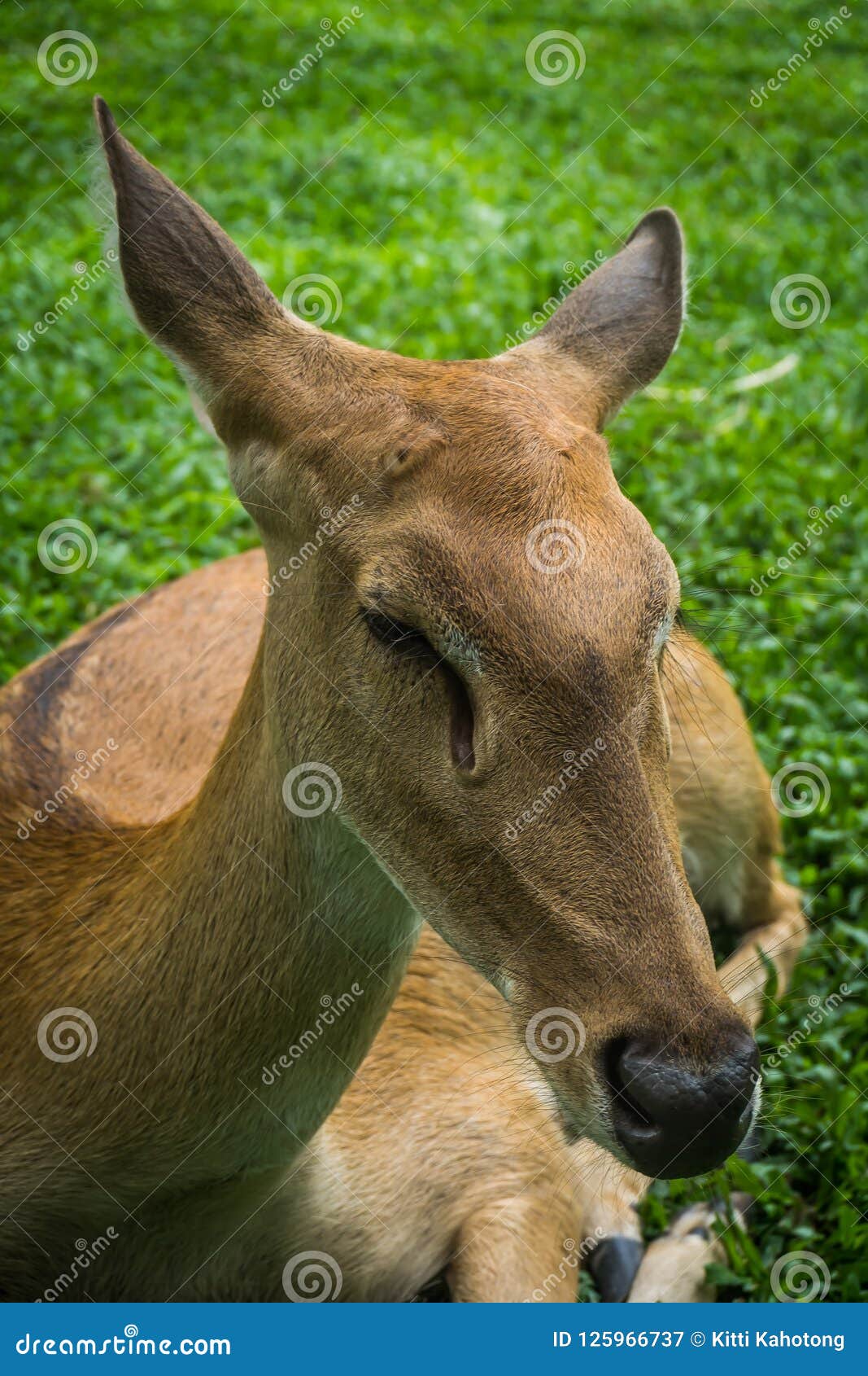 Deer Relax in the Shade of the Park. Stock Image - Image of face ...