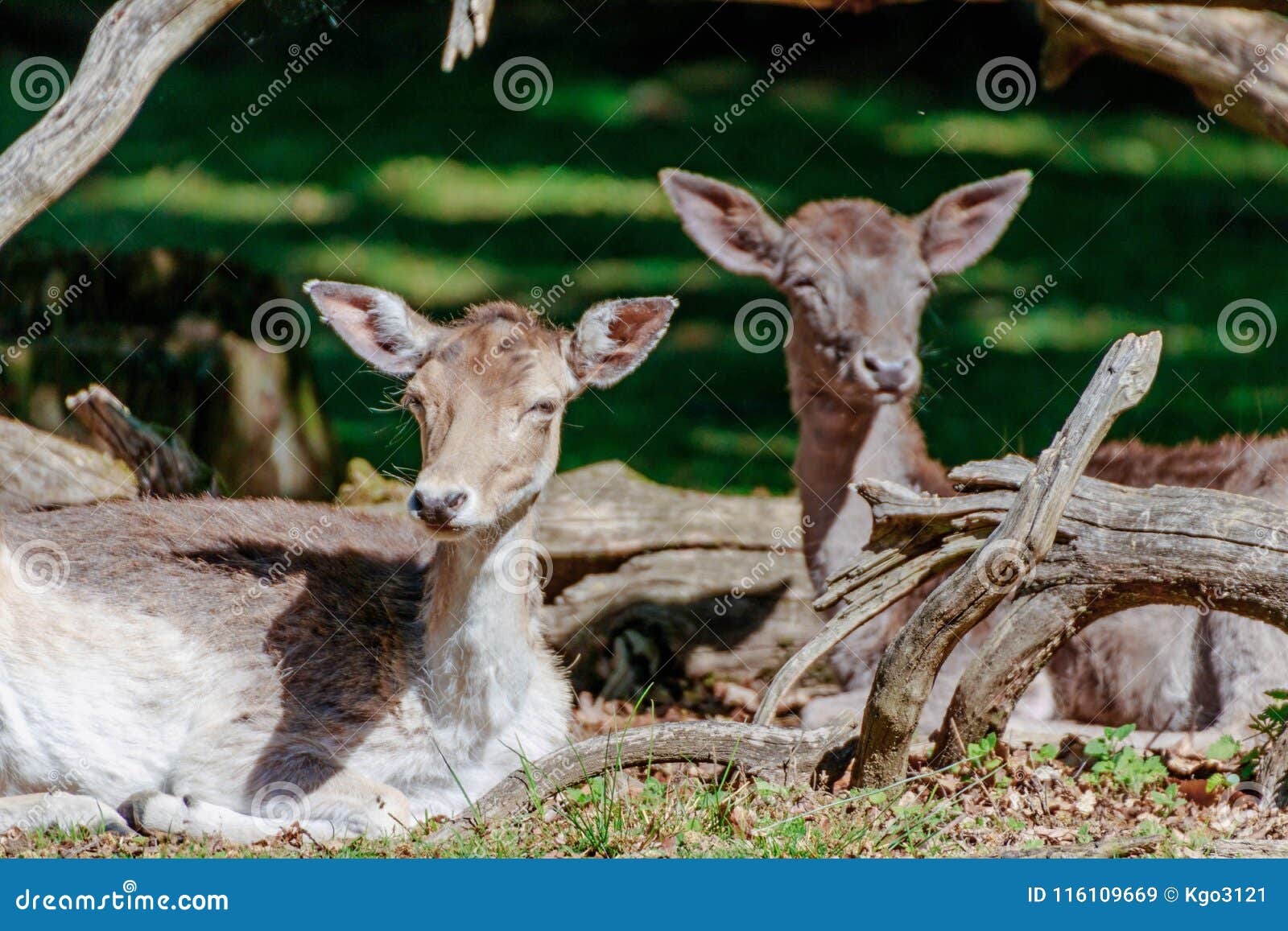 Deer relax in the sunlight stock image. Image of green - 116109669