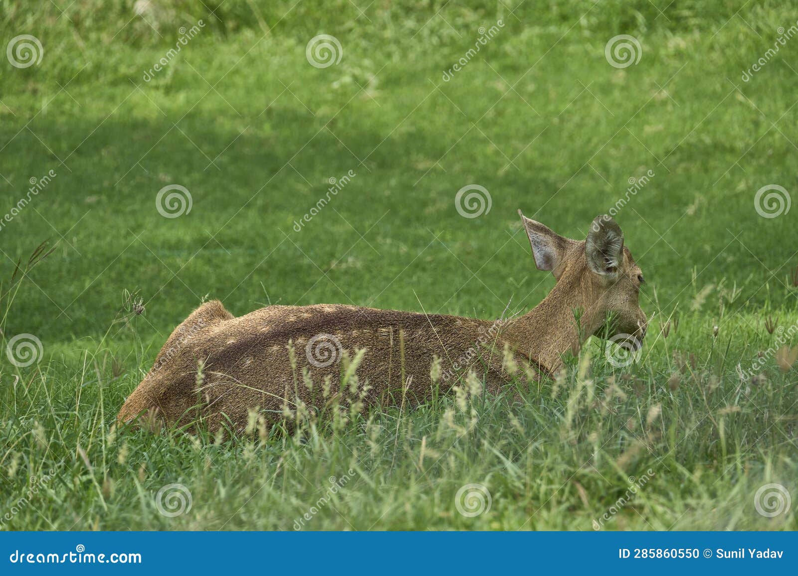 A deer is relaxing stock photo. Image of animal, wilderness - 285860550