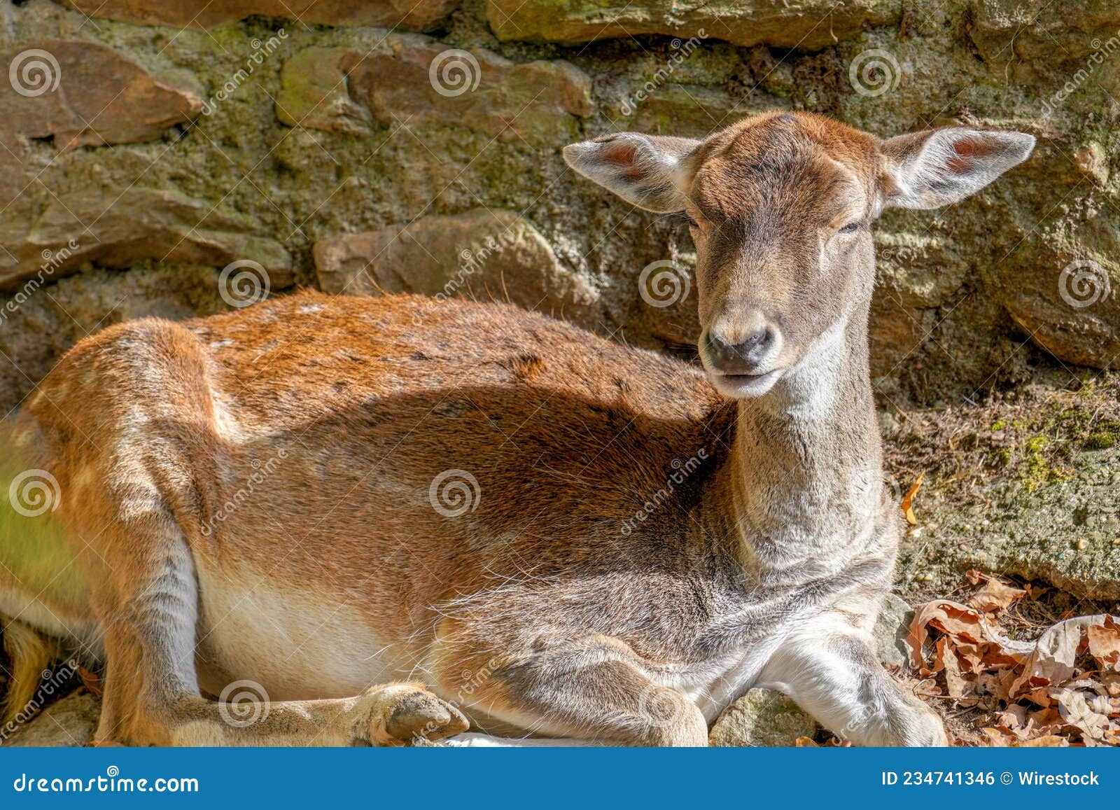 Deer Relaxing by the Wall Under the Sunlight Stock Photo - Image of ...