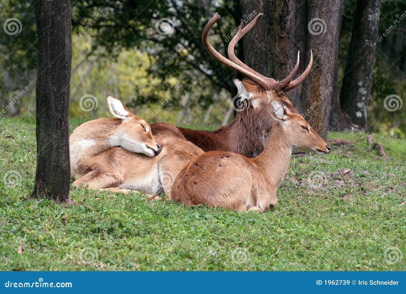 Deer at rest stock image. Image of environment, eyses - 1962739