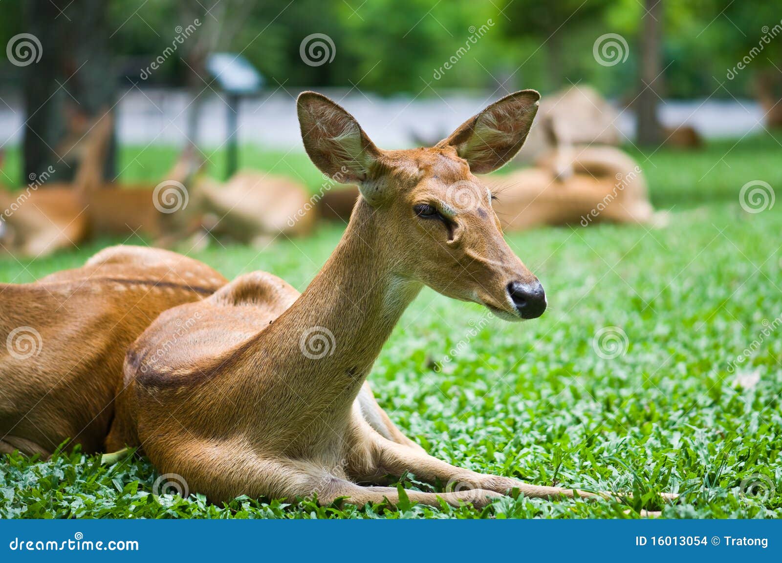 Deer resting stock photo. Image of wildlife, wilderness - 16013054