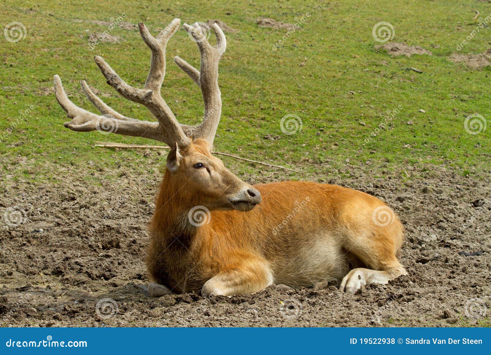 Deer resting stock photo. Image of resting, deer, buck - 19522938