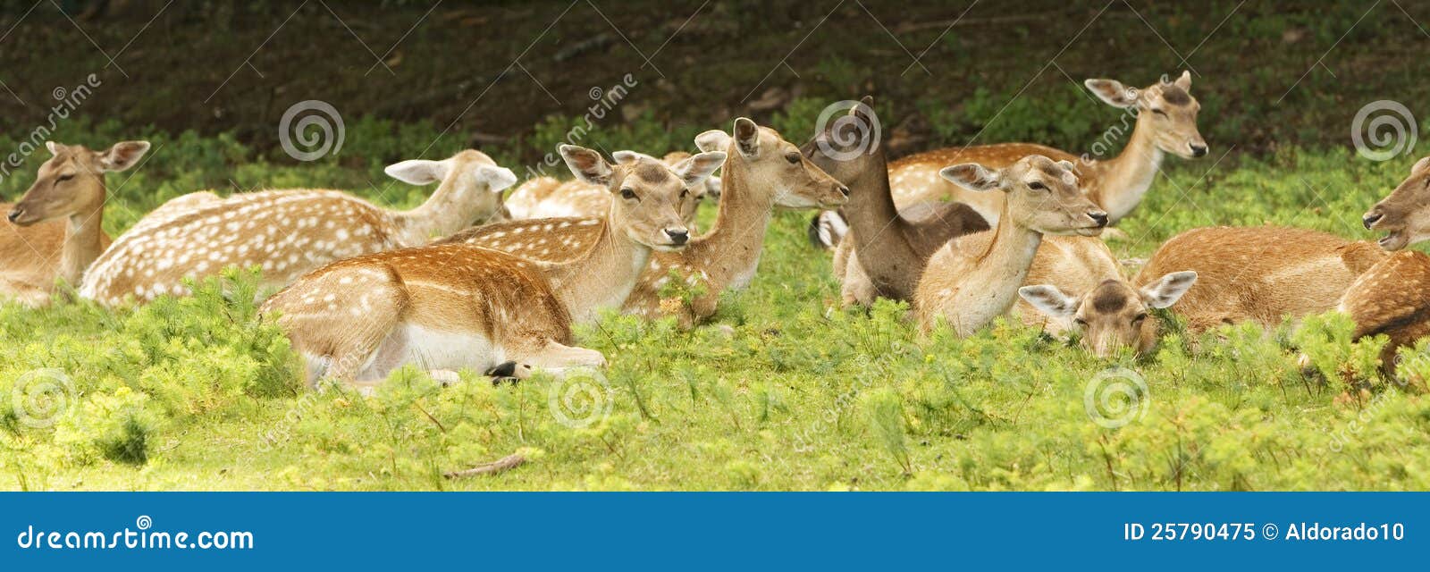 Deer resting stock image. Image of lying, animals, mammals - 25790475
