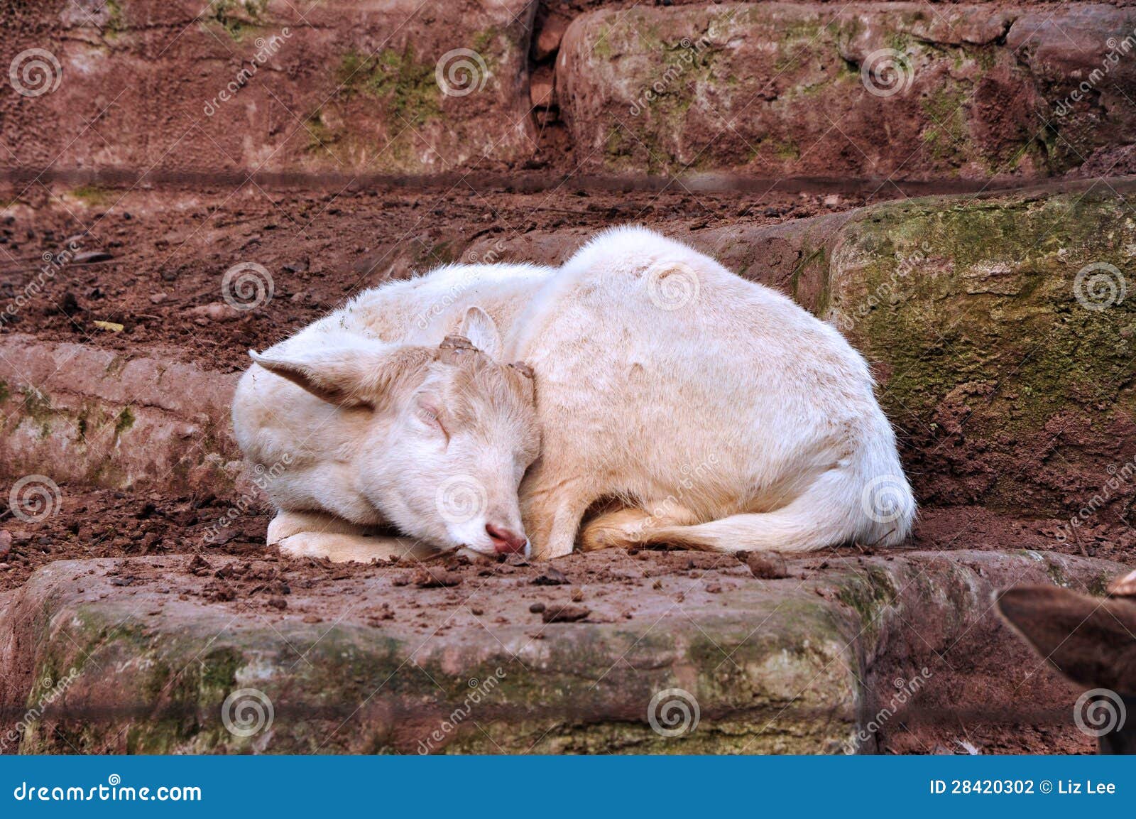 Deer Resting stock photo. Image of national, closeup - 28420302