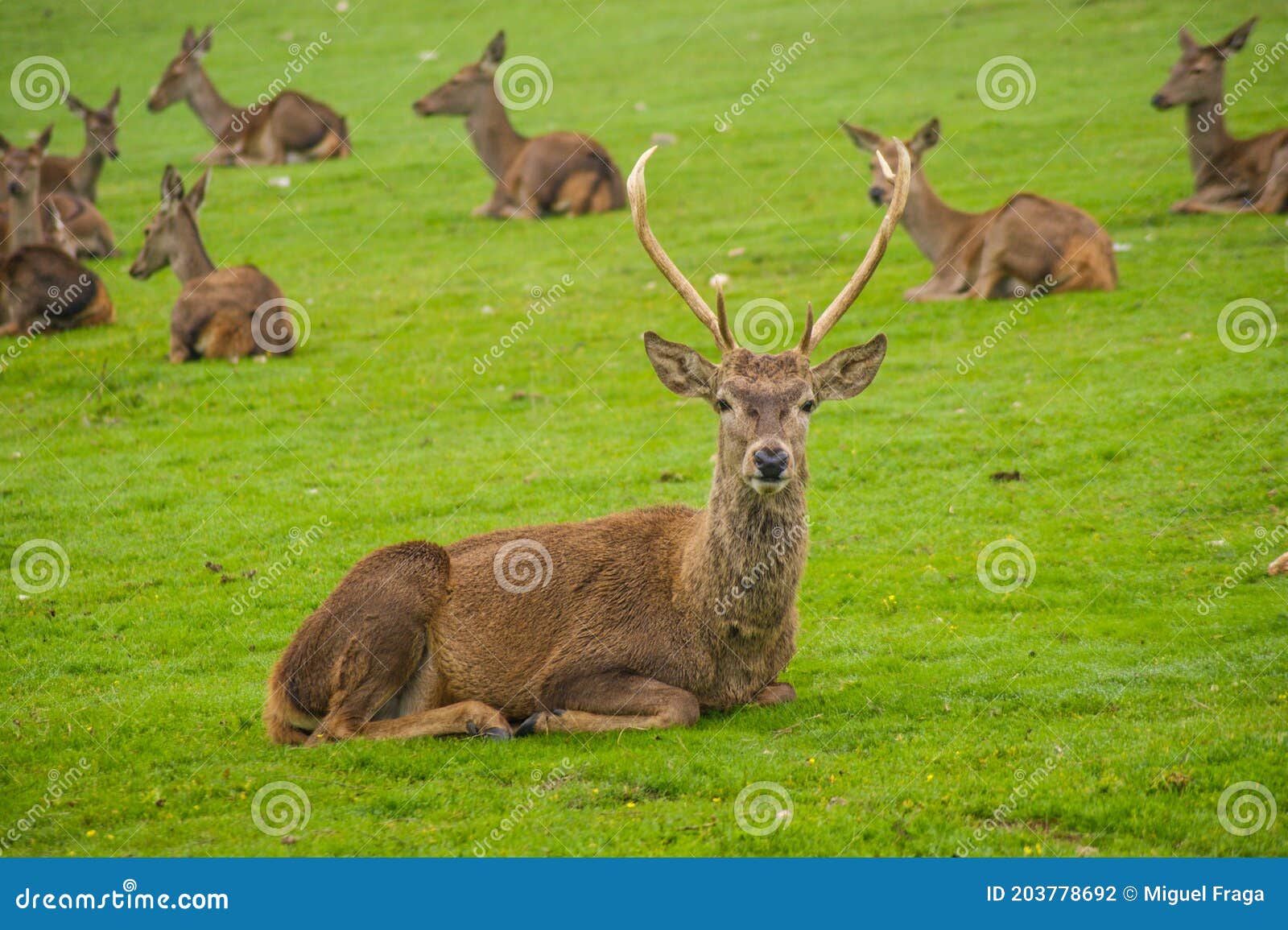 Deer Resting and Chilling in the Grass Stock Photo - Image of beautiful ...