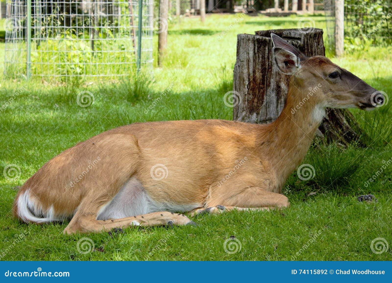 Deer Resting stock photo. Image of wisconsin, dells, resting - 74115892