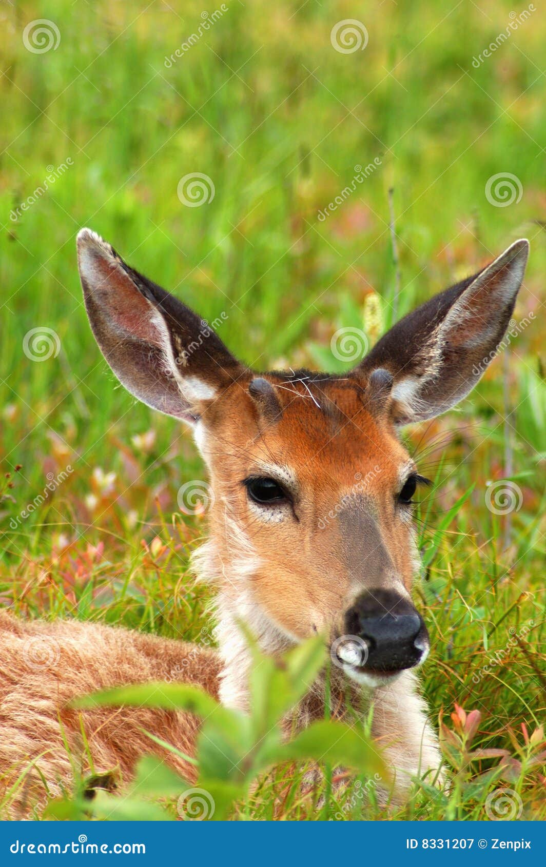 Deer Resting Laying Down in Green Grass Meadow Stock Image - Image of ...